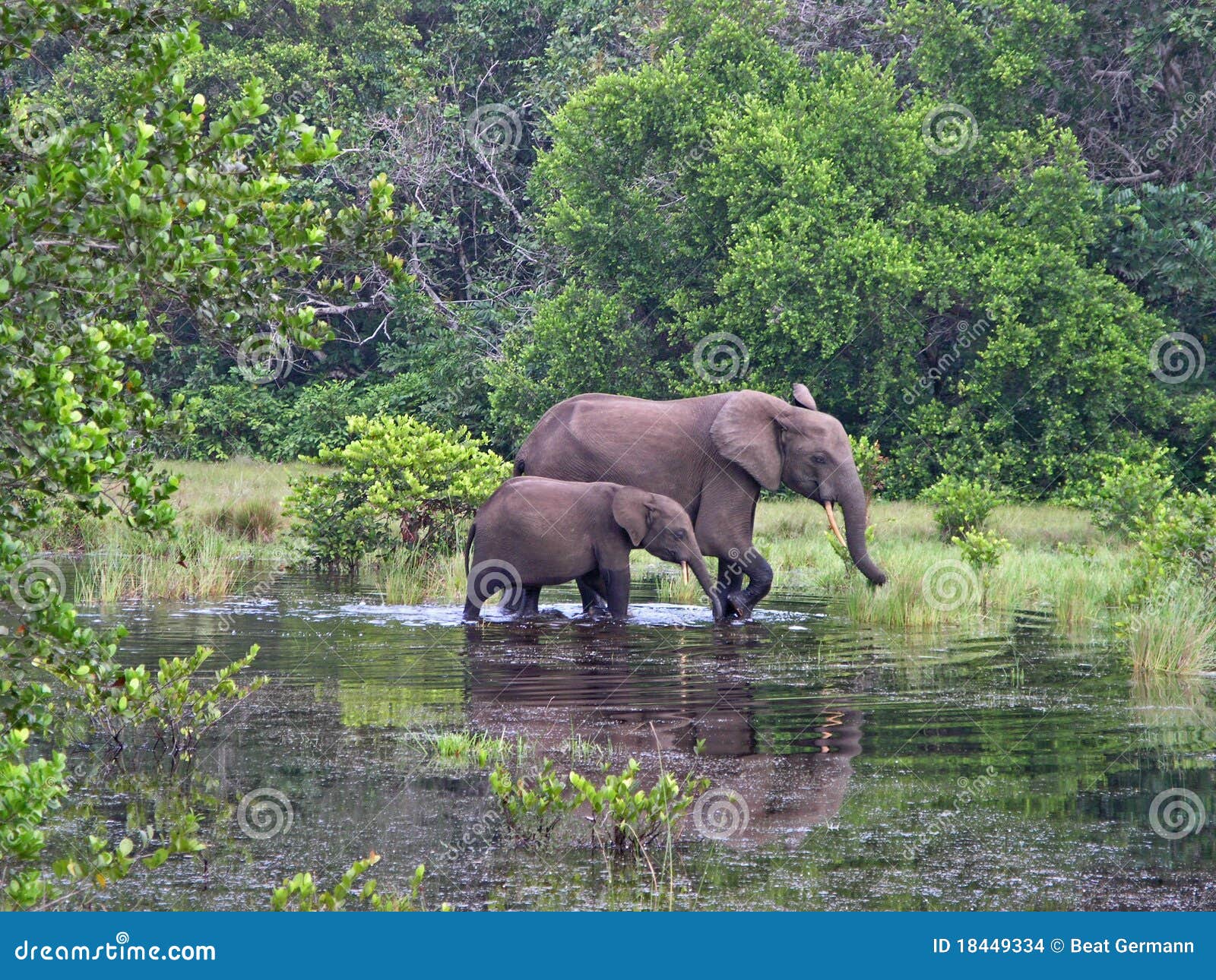 Bos Olifanten, Gabon, West-Afrika Stock Foto - Image of gooi, gabon ...