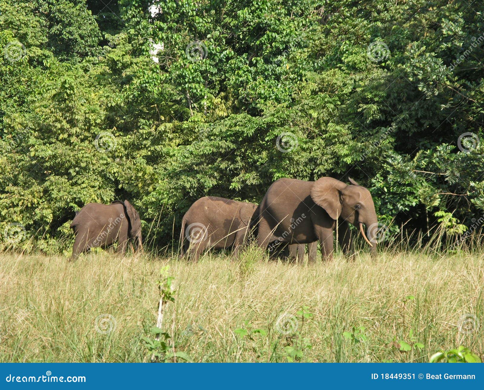 Bos Olifanten, Gabon, West-Afrika Stock Afbeelding - Image of baby ...