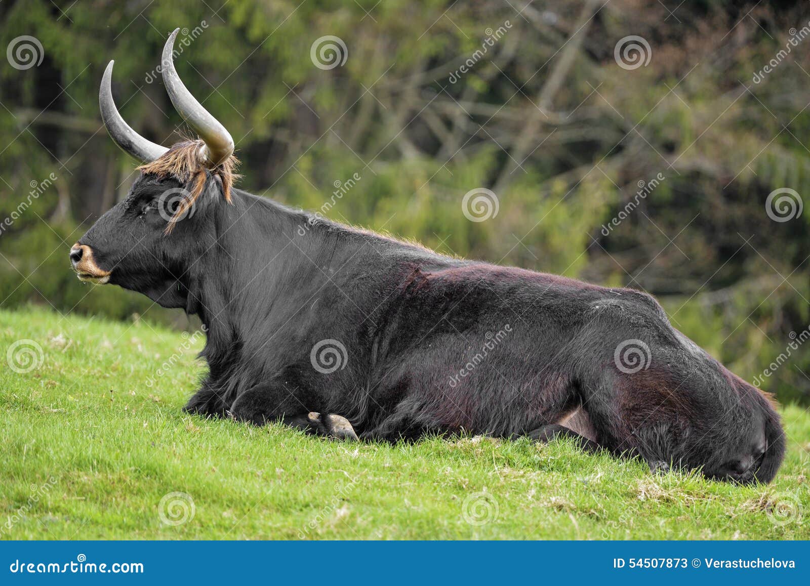 Aurochs Royalty-Free Stock Photography | CartoonDealer.com #80246855