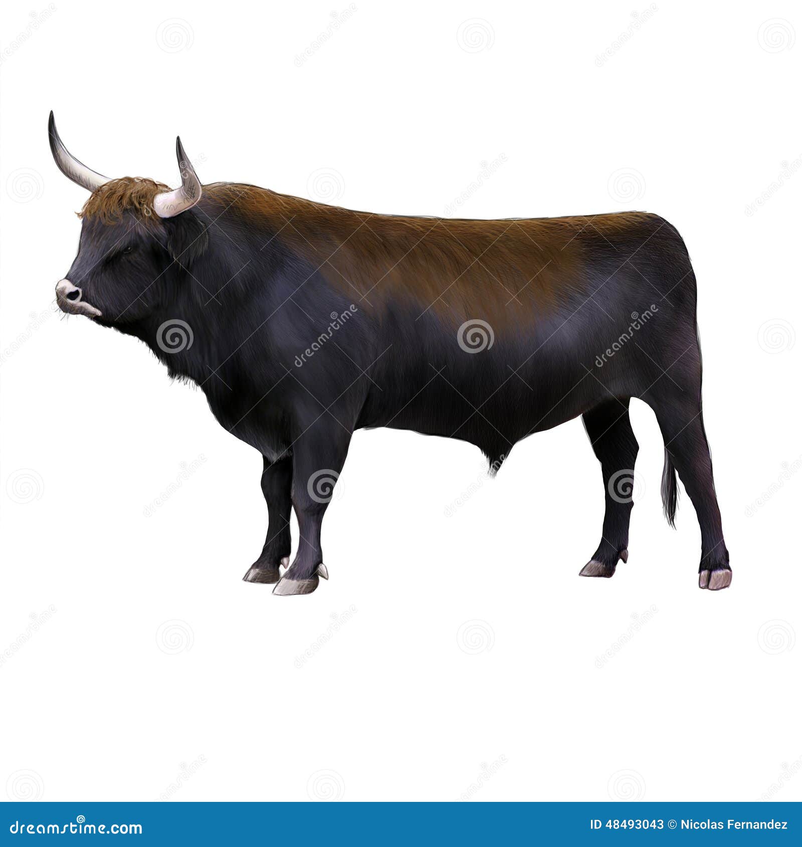 Bos primigenius, Aurochs stock illustration. Illustration of isolated ...