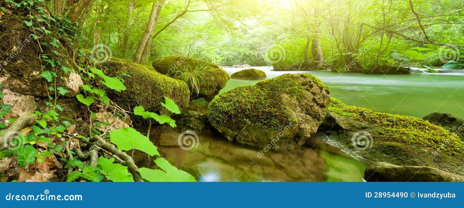 Bos Rivier Panoramisch Landschap Stock Foto - Image of park, gebladerte ...