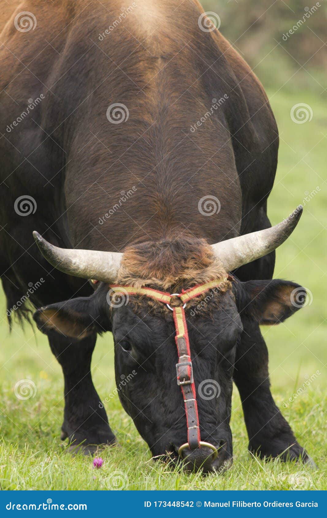 Bos Taurus Bull Grazing in a Meadow Looking Menacingly at the Camera ...