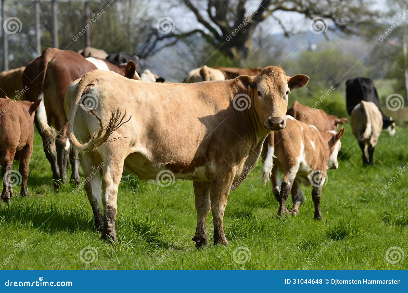 Bos taurus stock photo. Image of tree, brown, sunny, farming - 31044648