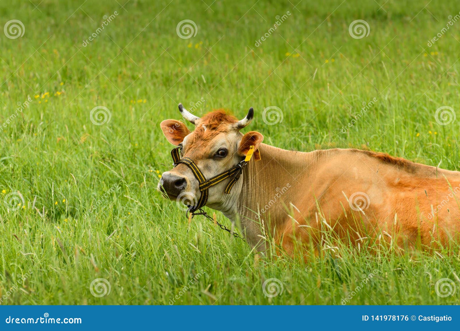 Bos Taurus, Resting Bull on the Field with Green Grass Stock Photo ...