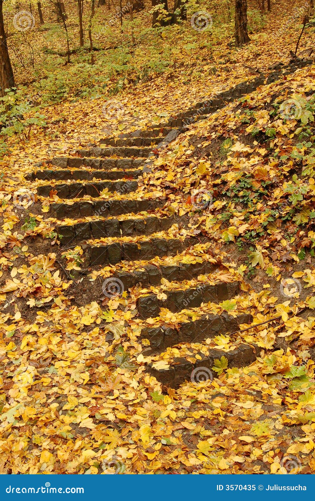 Bos trap stock afbeelding. Image of kleuren, daling, blauw - 3570435