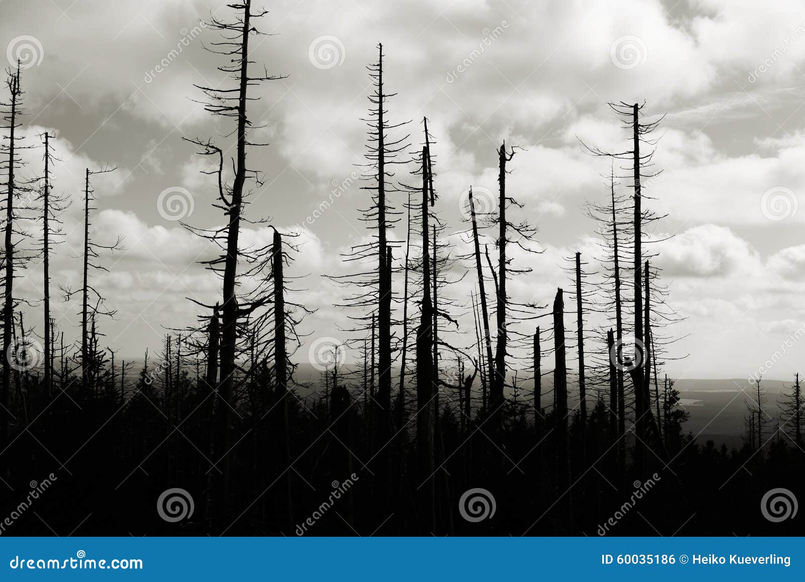 Bos van Dode Bomen stock foto. Image of naald, opwindend - 60035186