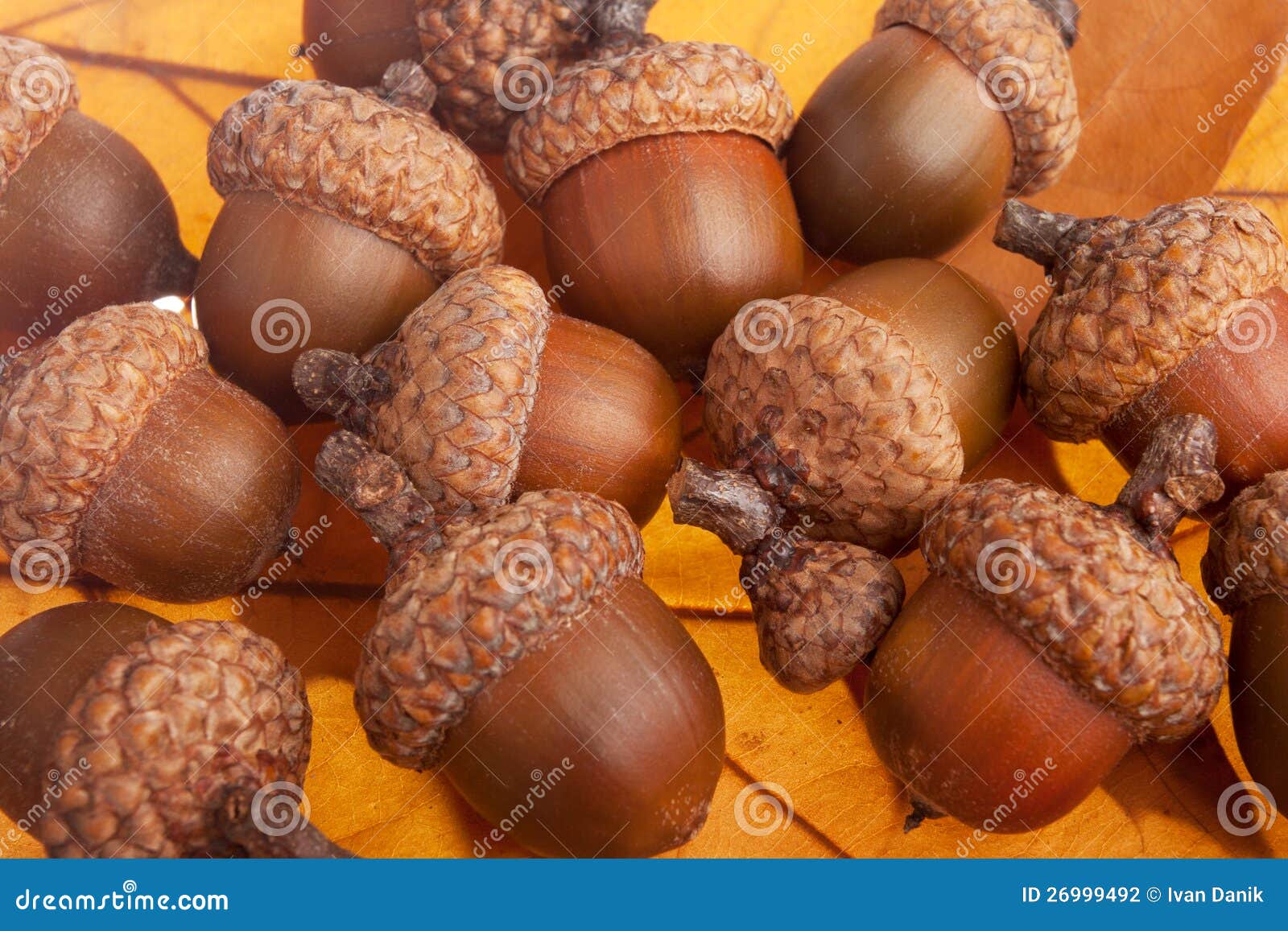 Bos van eikels stock foto. Image of boom, voorwerp, nave - 26999492