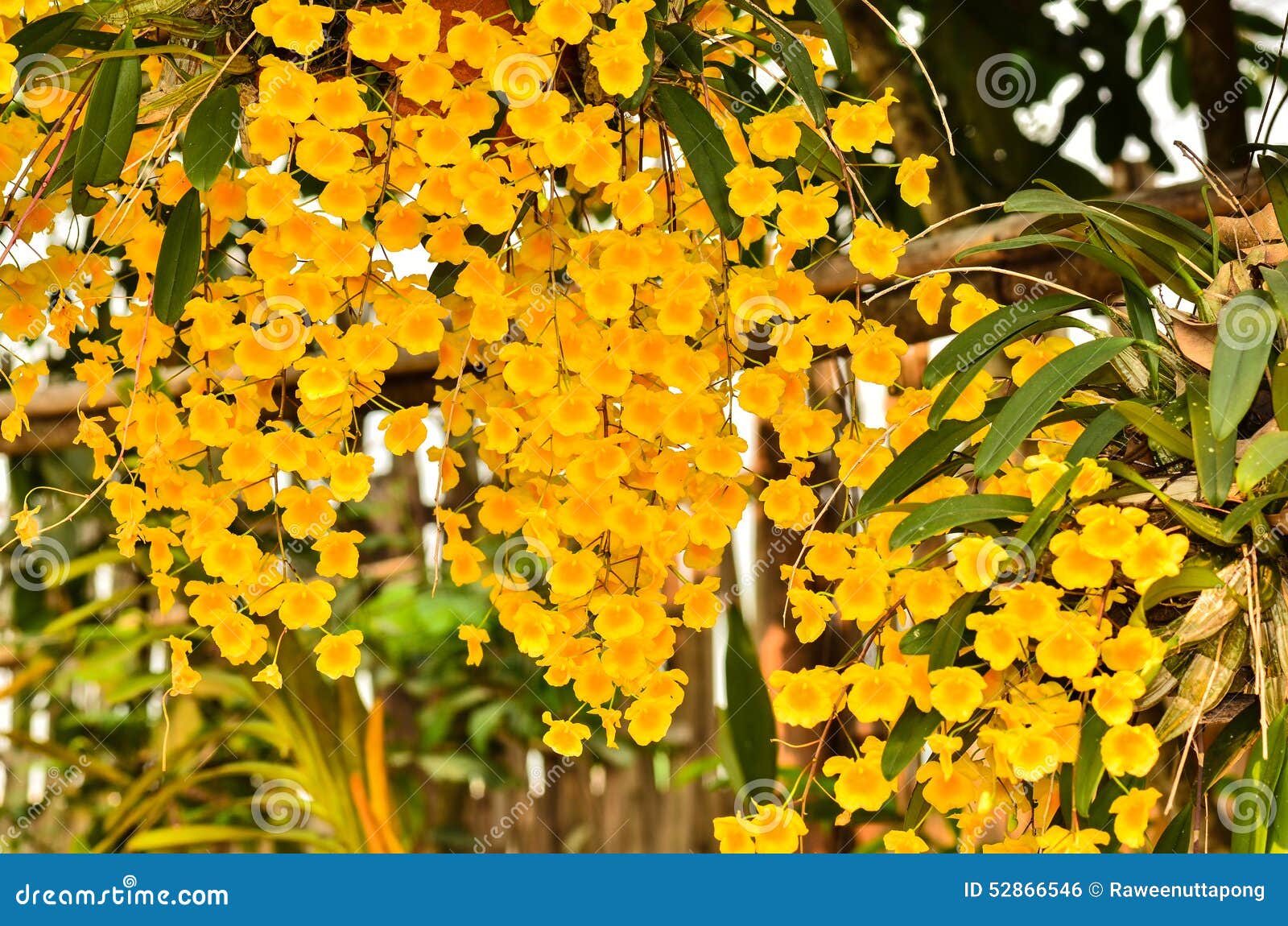 Bos Van Gele Honings Geurige Orchidee Stock Foto - Image of park ...