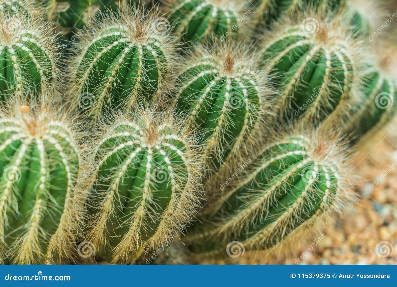 Bos Van Kleine Cactussen in Rotstuin Stock Afbeelding - Image of geel ...