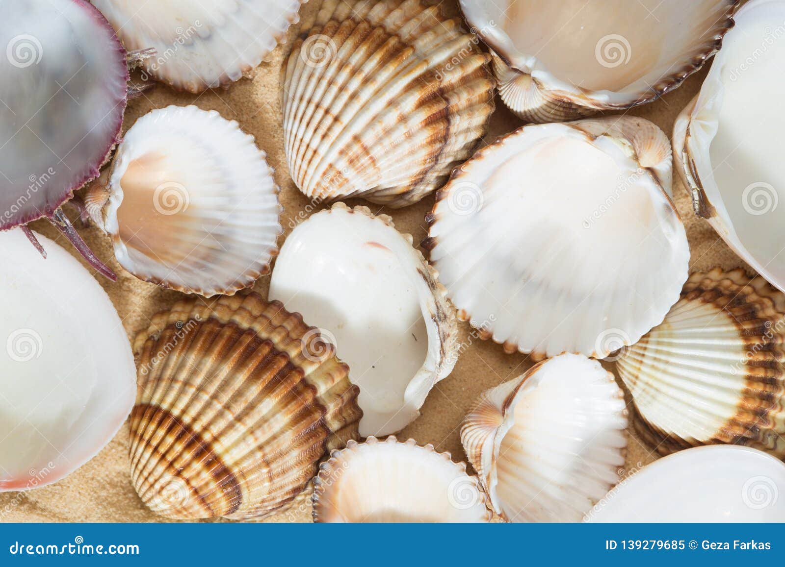 Bos Van Lege Shells Gemeenschappelijke Kokkel Cerastoderma Edule Stock ...