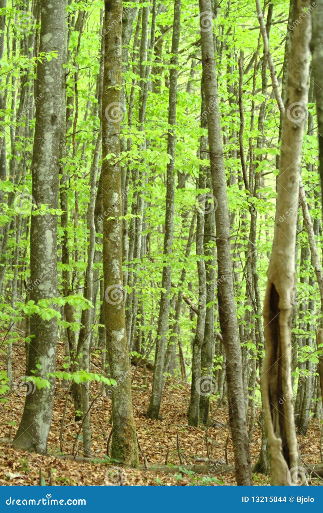 Bos van loofbomen stock foto. Image of hout, blad, gebladerte - 13215044