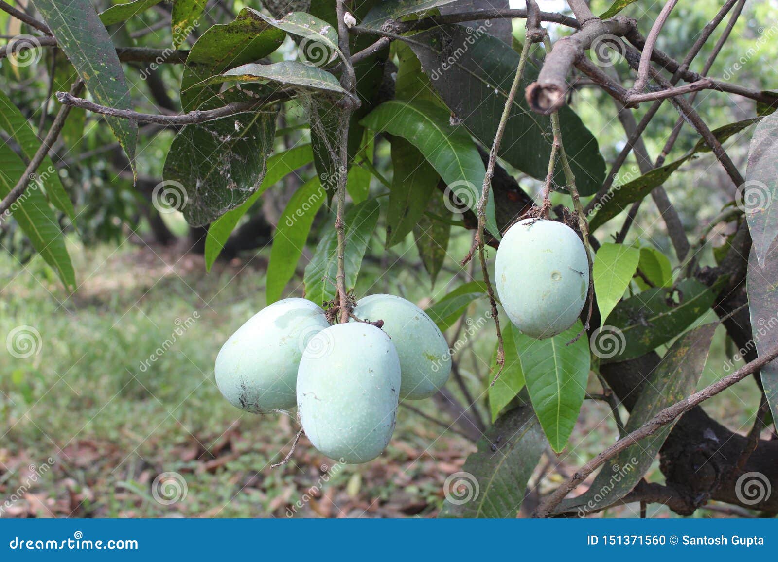 Bos van mango stock foto. Image of rijp, gebladerte - 151371560