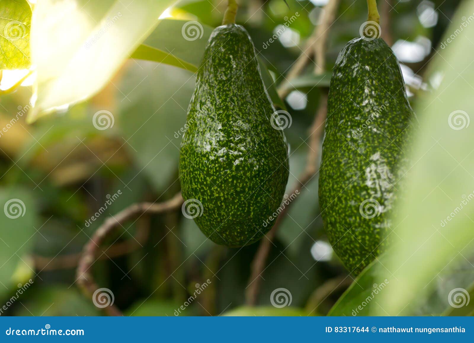 Bos Van Rijpe Avocado's Op De Boom Stock Foto - Image of vrucht ...