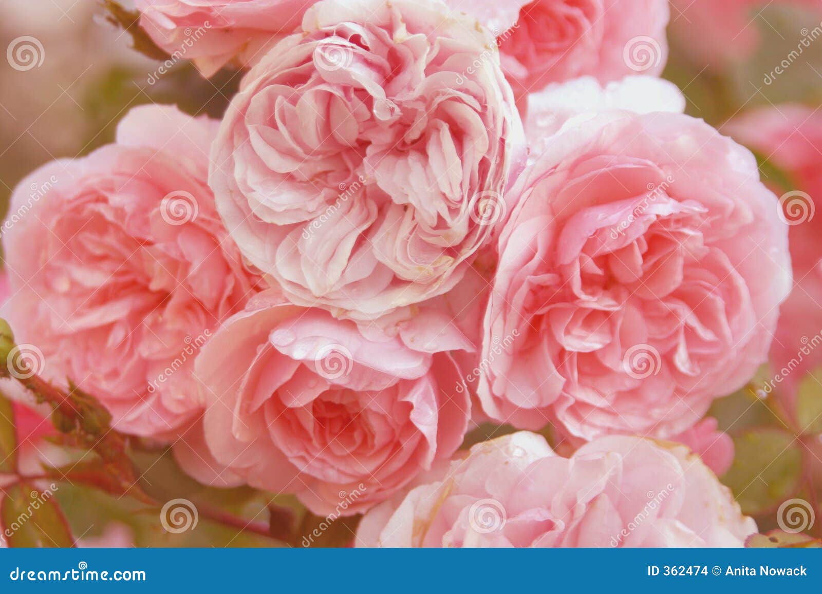 Bos Van Roze Rozen Stock Afbeeldingen - Afbeelding: 362474