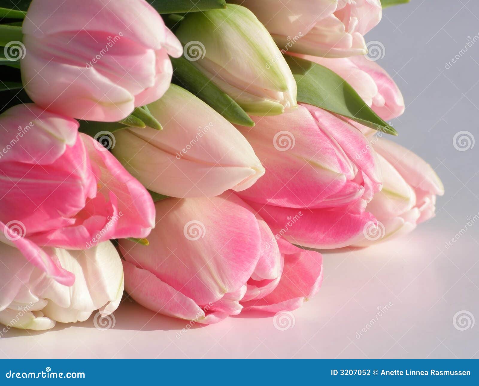 Bos van roze tulpen stock foto. Image of bloemen, tulp - 3207052