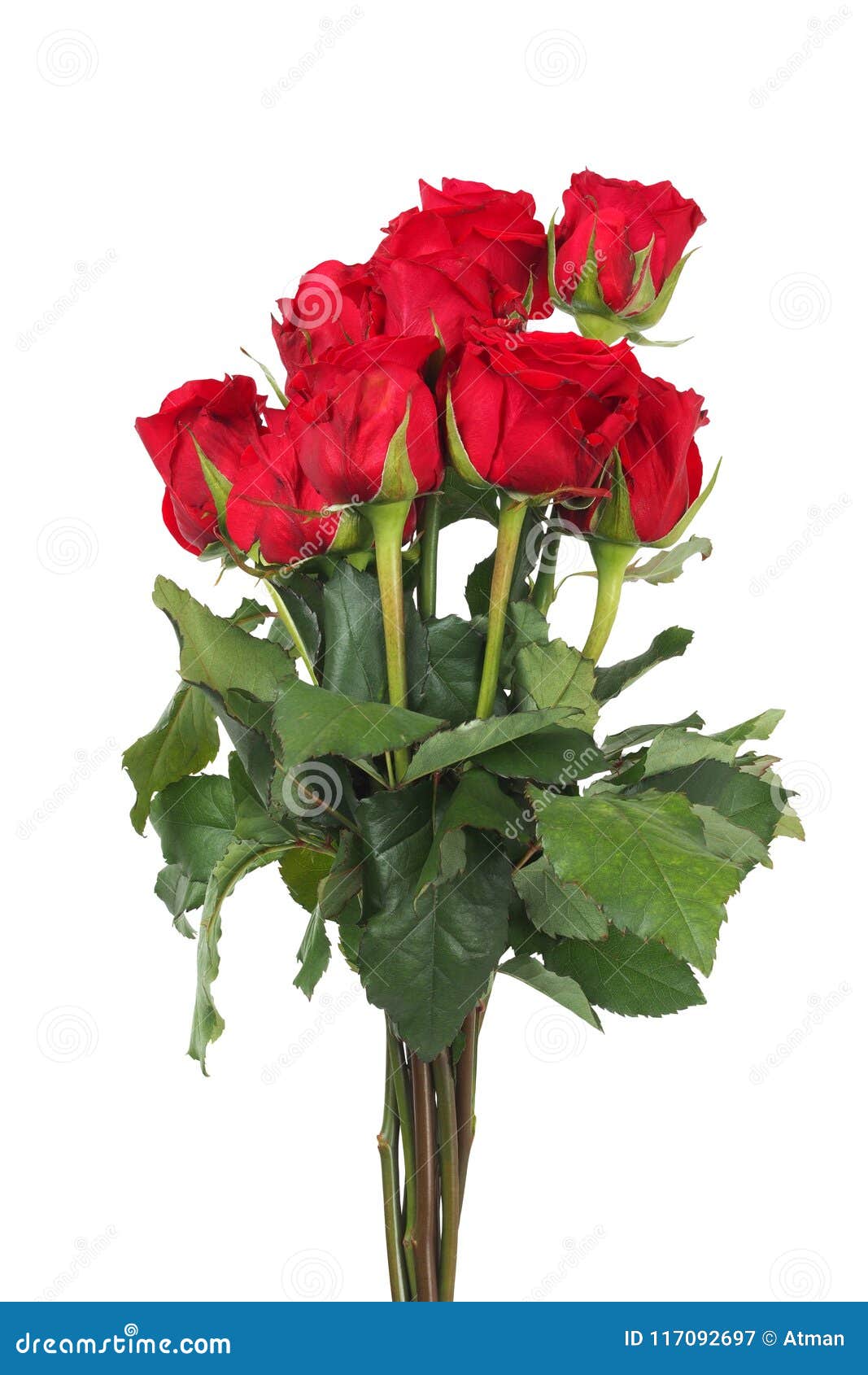 Bos van rozen stock afbeelding. Image of platen, rozen - 117092697