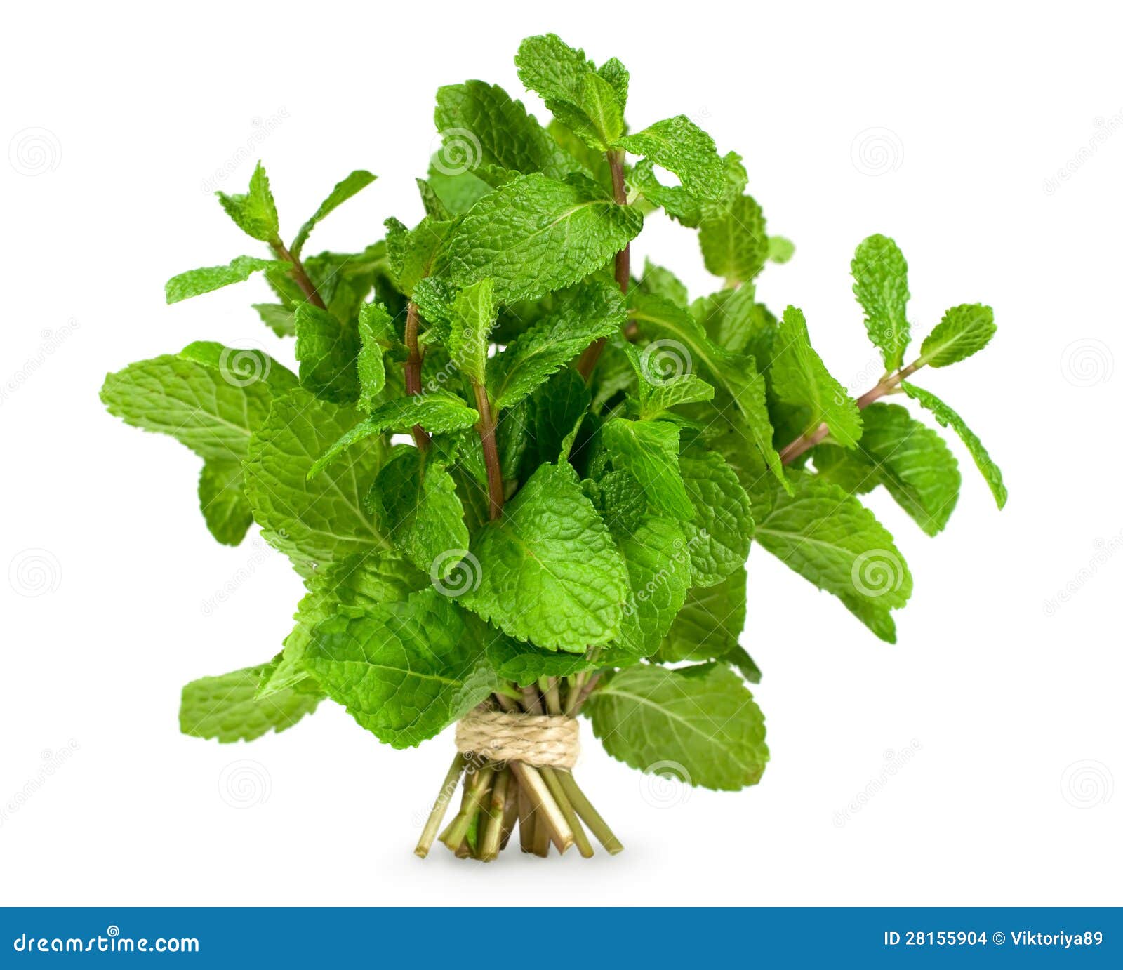 Bos van verse munt stock foto. Image of verfrissing, balsem - 28155904