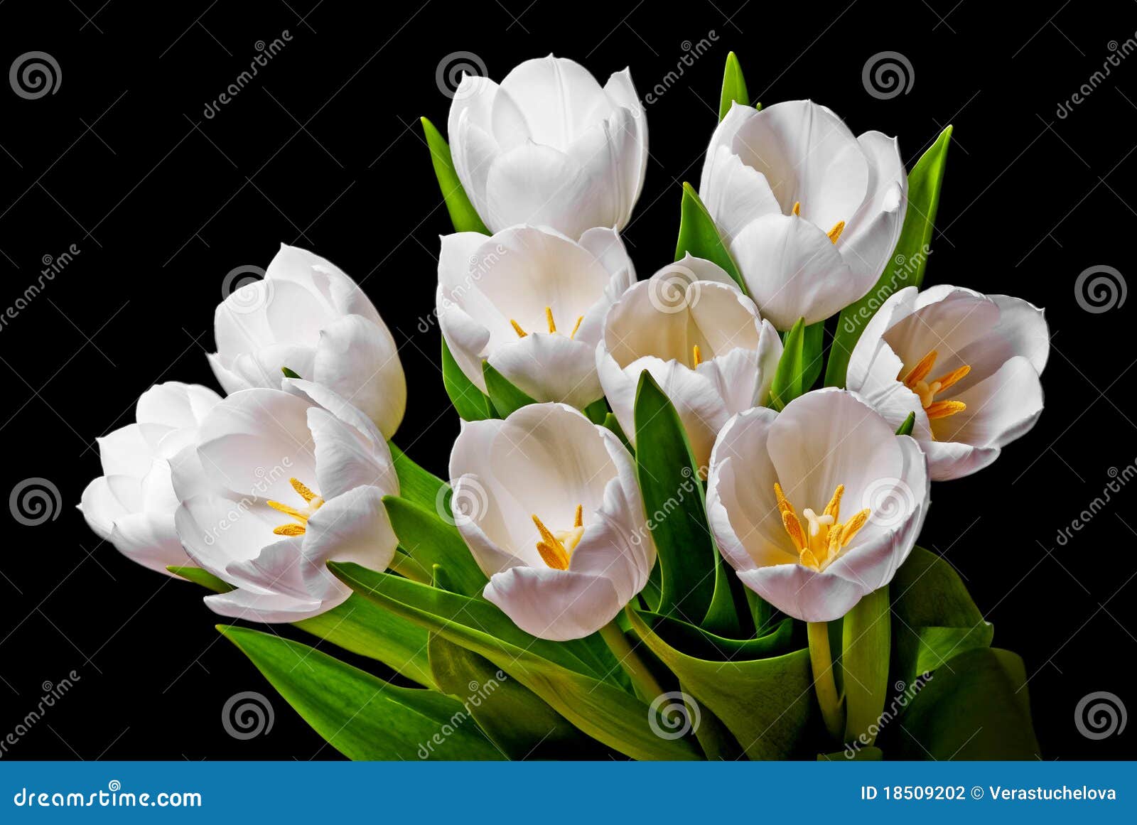 Bos van witte tulpen stock foto. Image of versheid, bloeien - 18509202