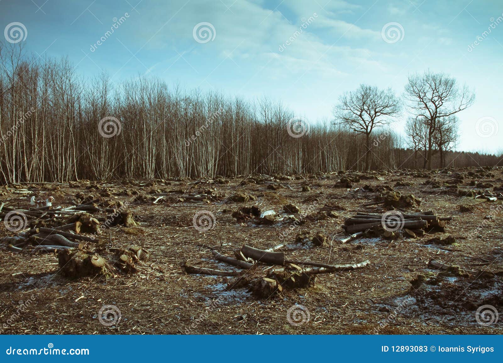 Bos vernietiging stock afbeelding. Image of karbonade - 12893083