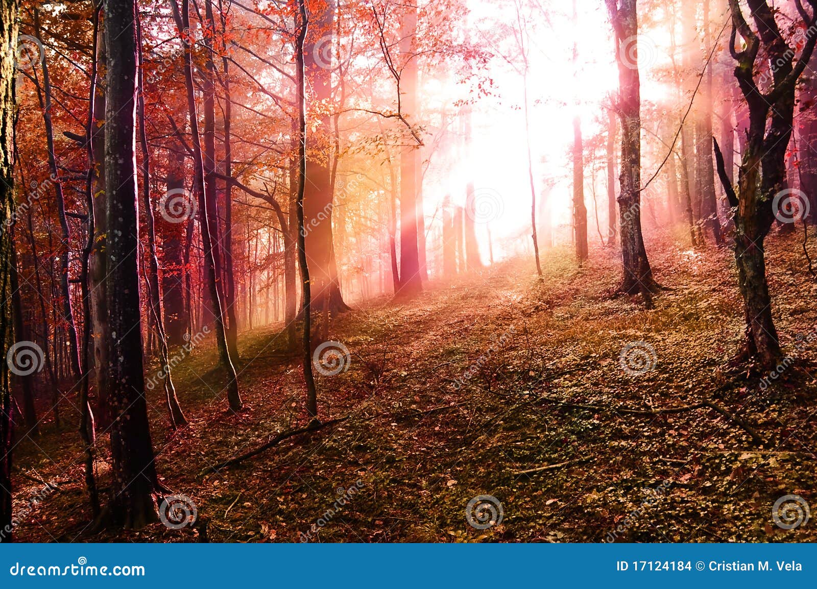 Bos zonsondergang stock foto. Image of park, ecologie - 17124184