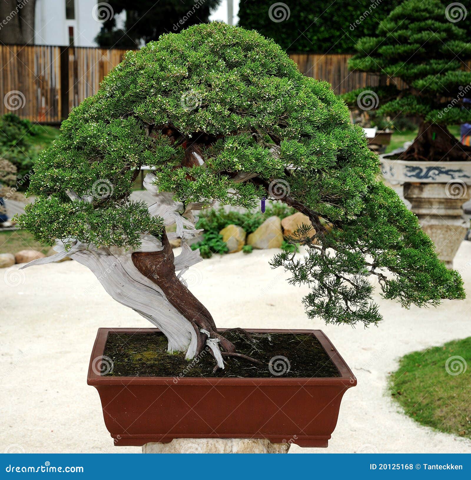 Bosai stock photo. Image of growing, growth, bonzai, bonsai - 20125168