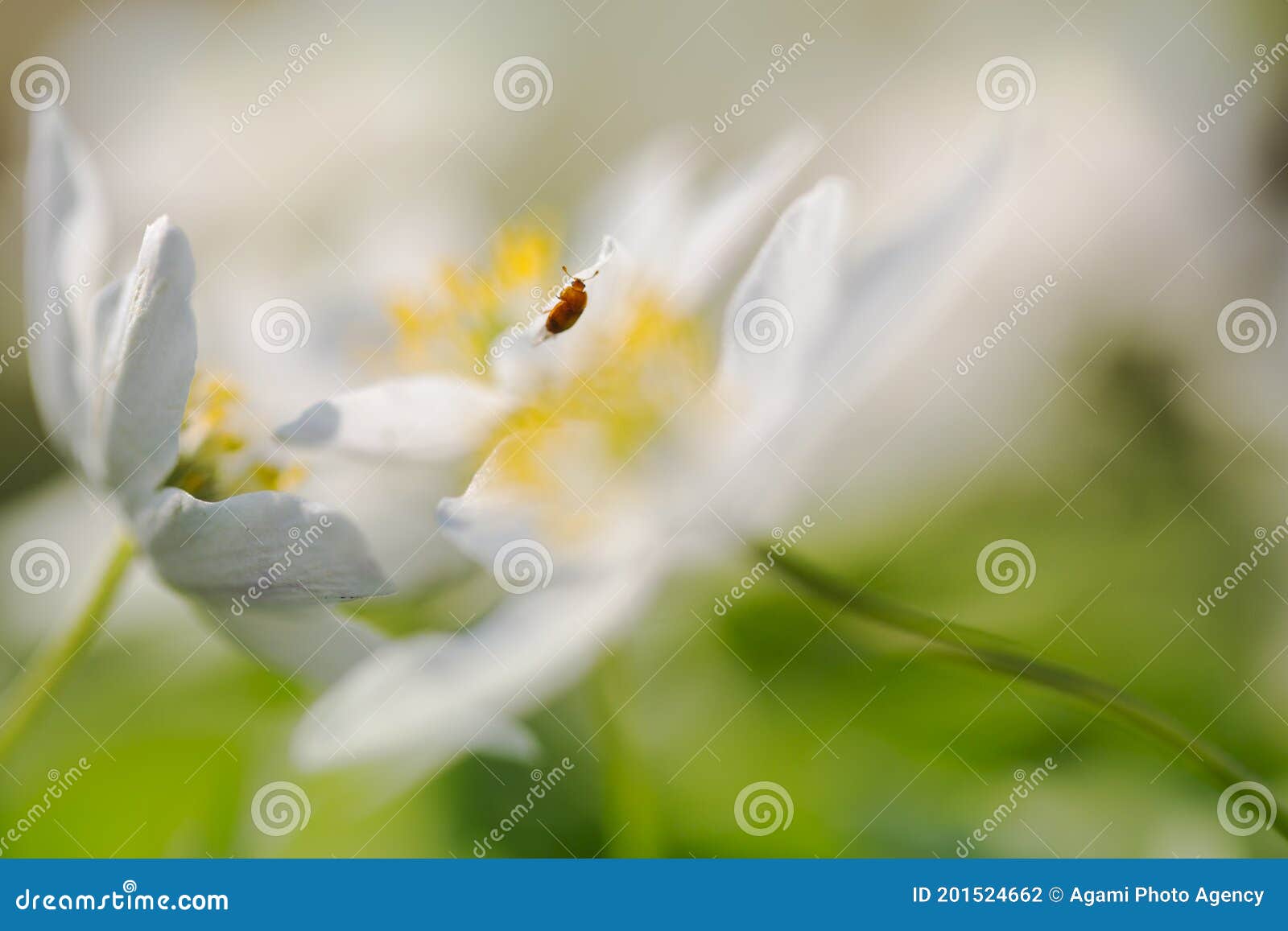 Bosanemoon, Wood Anemone, Anemone Nemorosa Stock Photo - Image of ...