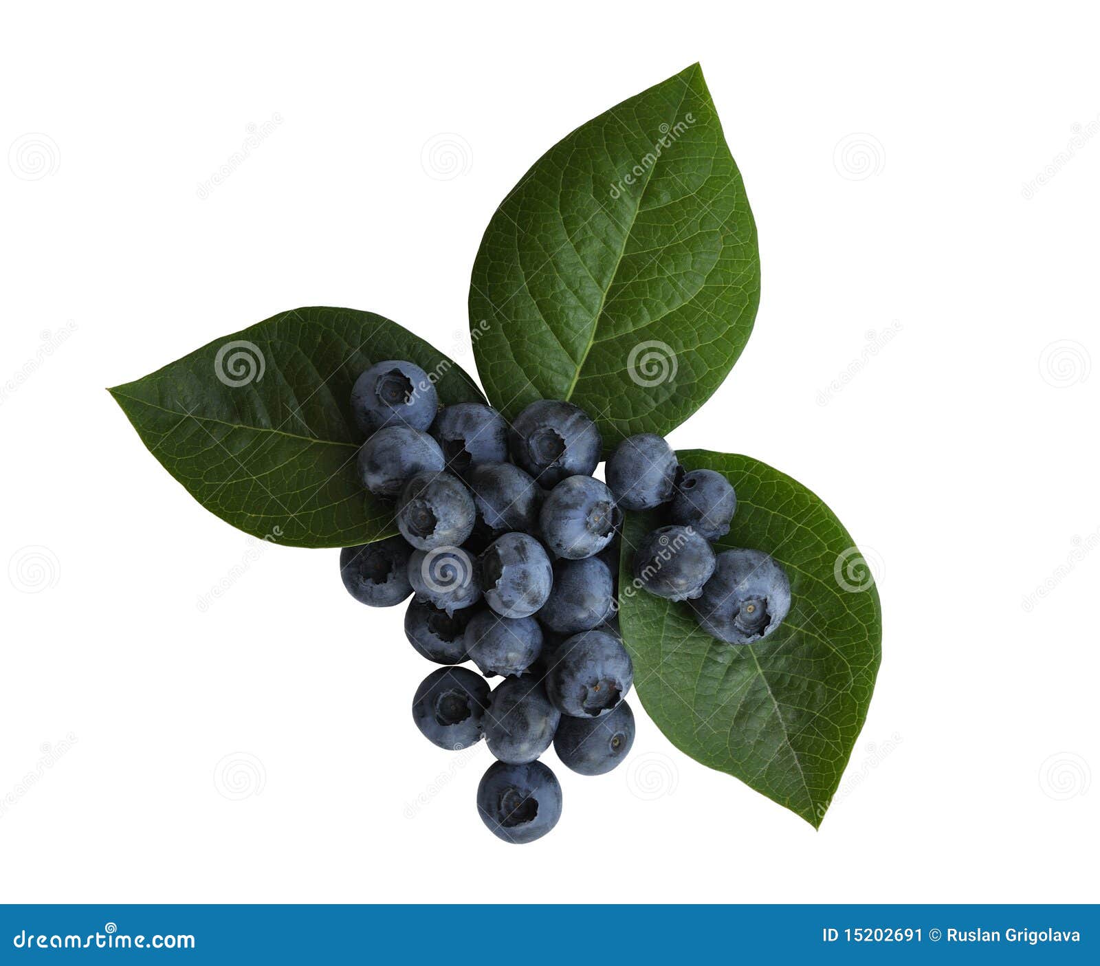 Bosbes stock afbeelding. Image of bosbes, blad, blauw - 15202691