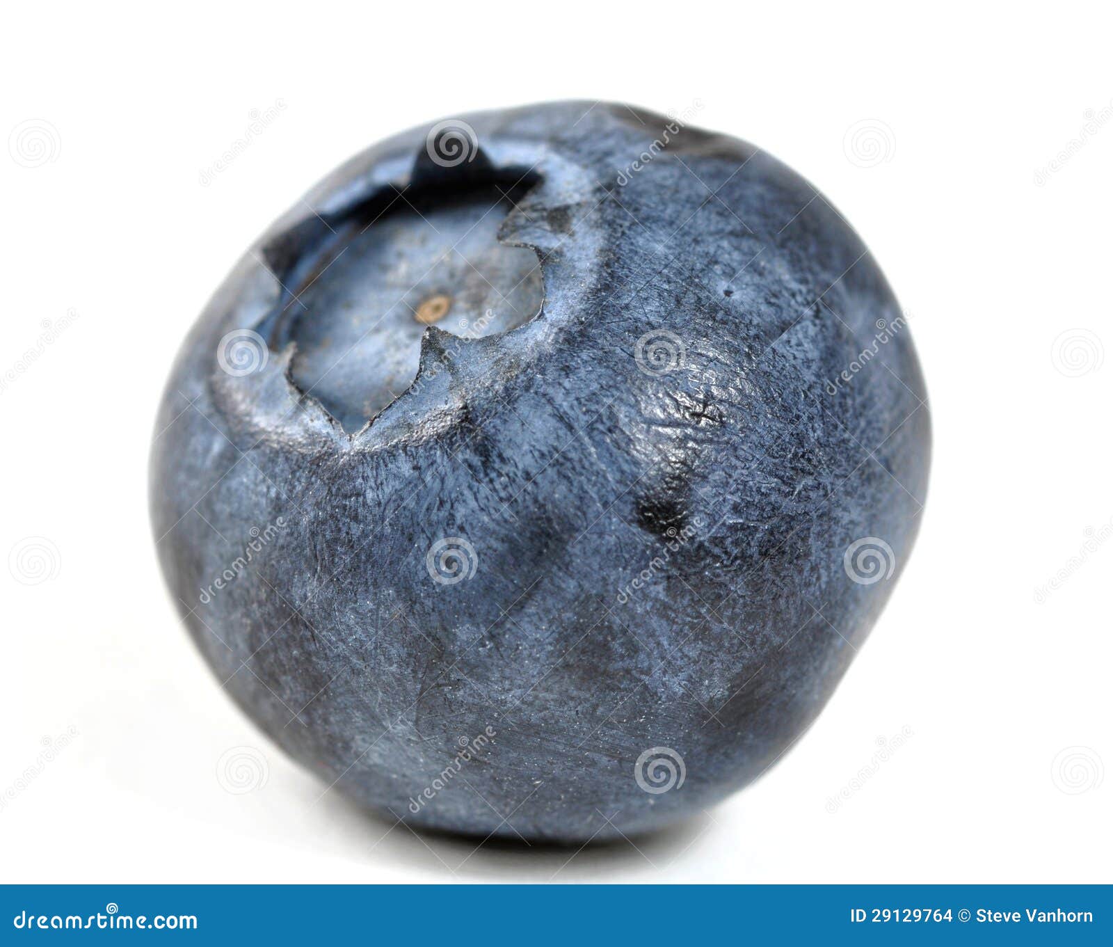 Bosbes stock foto. Image of groep, nave, gecultiveerd - 29129764