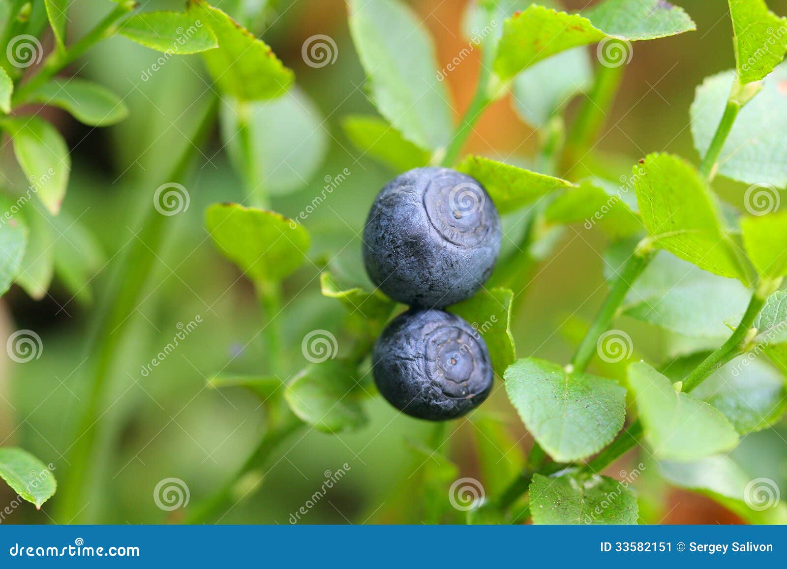 Bosbes bij de struik stock afbeelding. Image of vers - 33582151