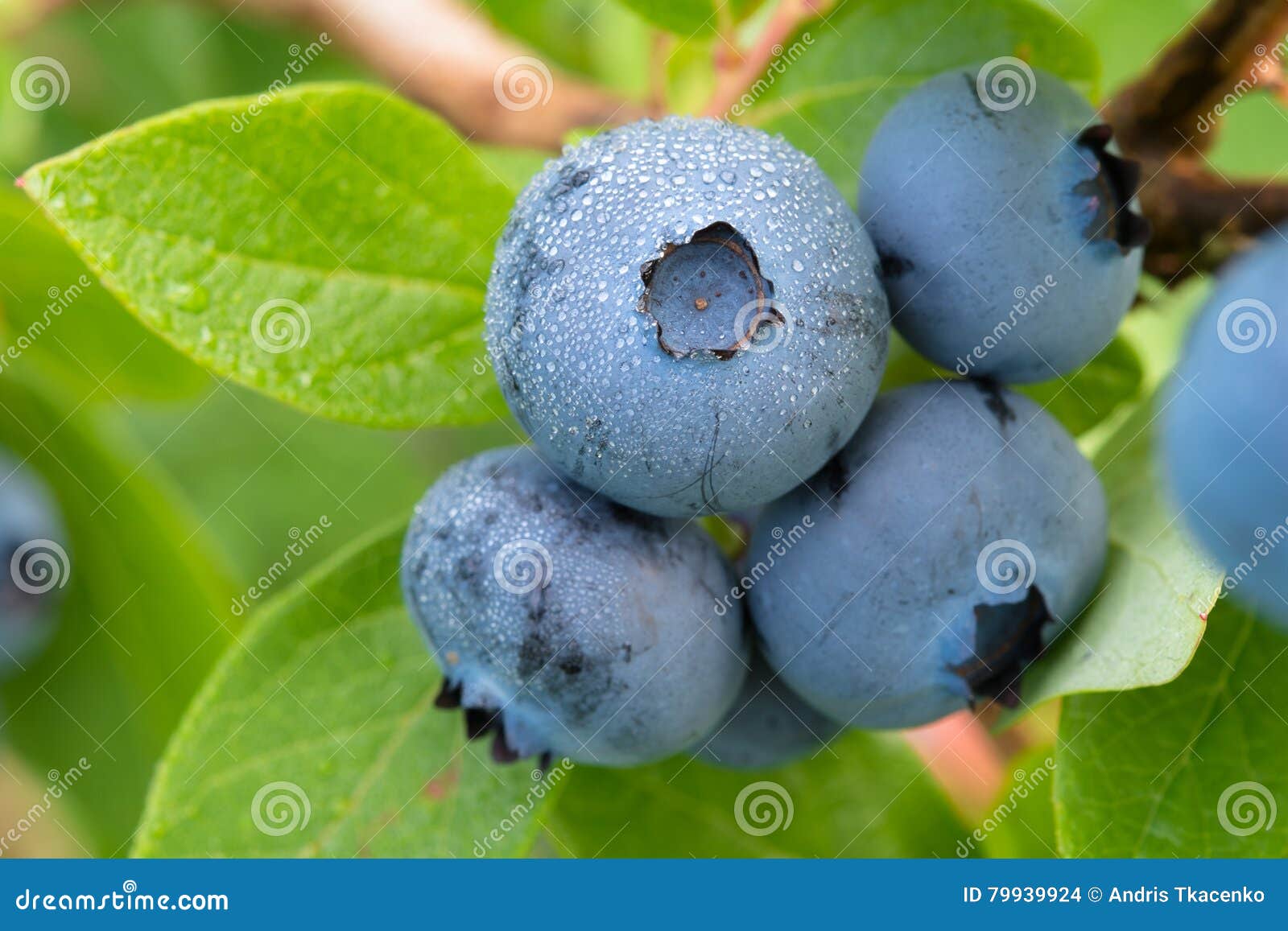 Bosbes op de struik stock foto. Image of nave, landbouw - 79939924