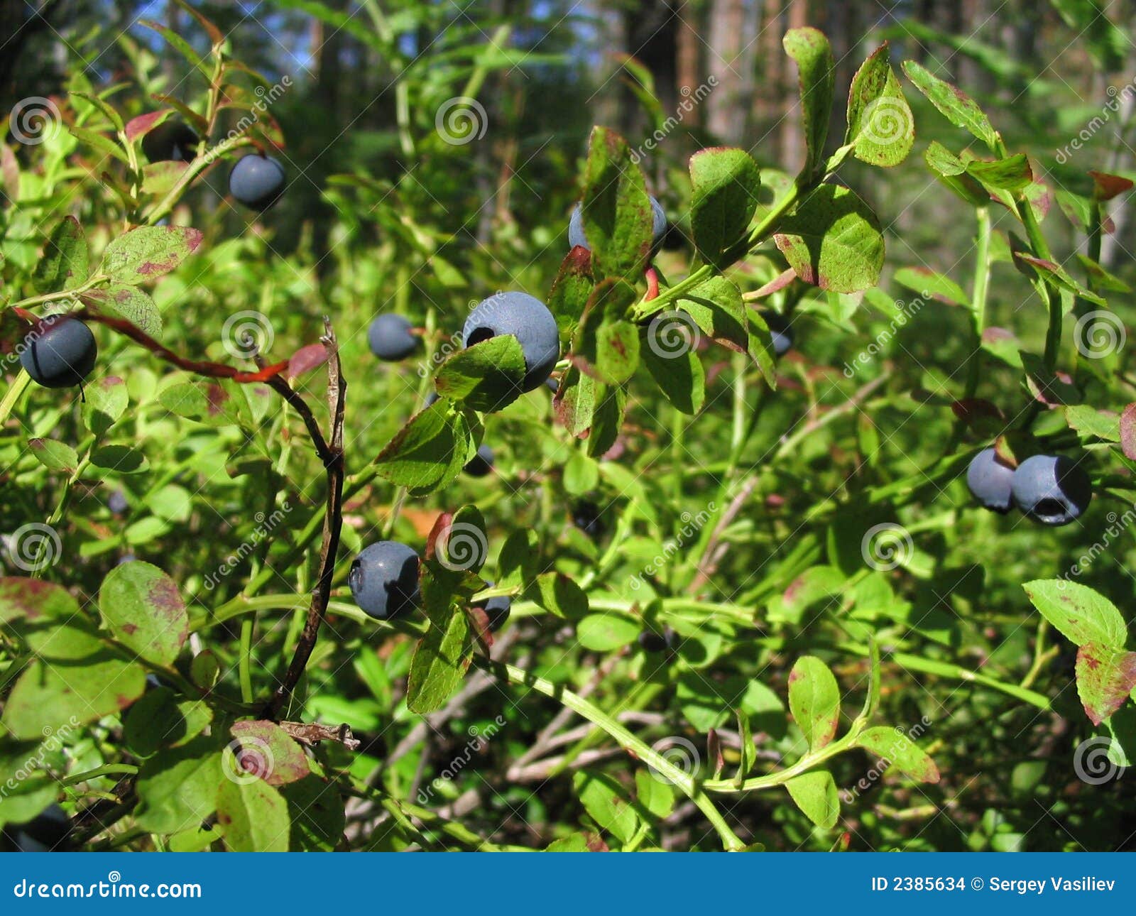 Bosbes-struik stock foto. Image of eetbaar, bosbes, blad - 2385634