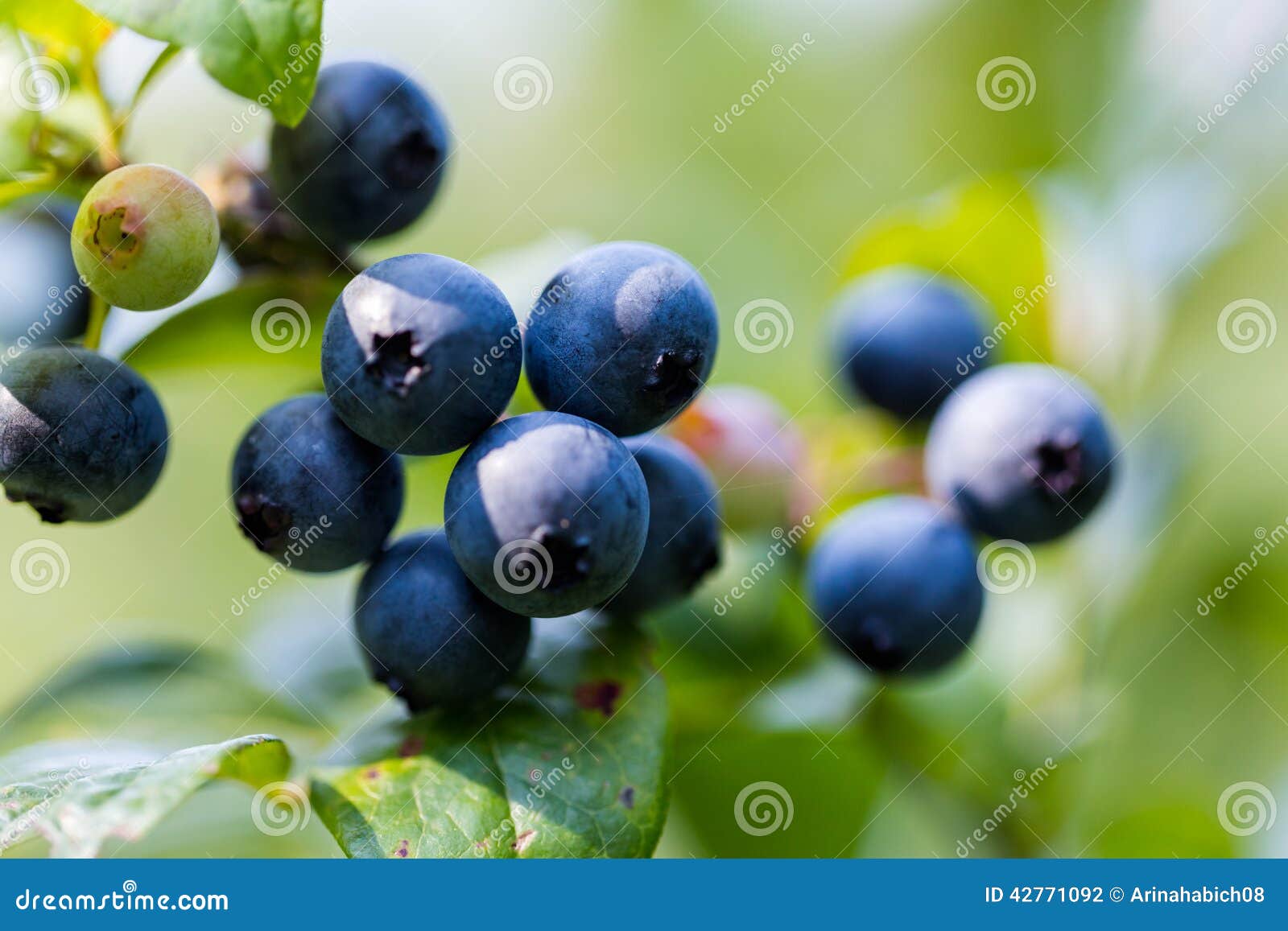 Bosbessen stock foto. Image of verenigd, subtropisch - 42771092