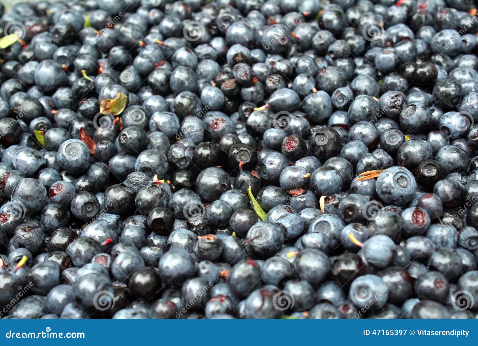 Bosbessen stock afbeelding. Image of bessen, plukken - 47165397