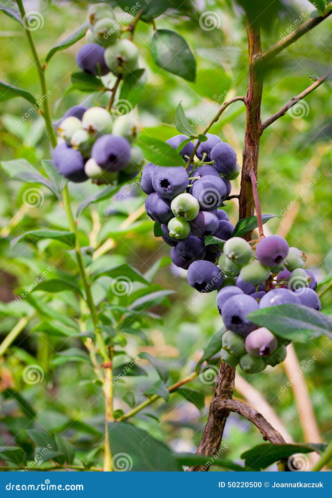 Bosbessen, bosbessenstruik stock foto. Image of macro - 50220500