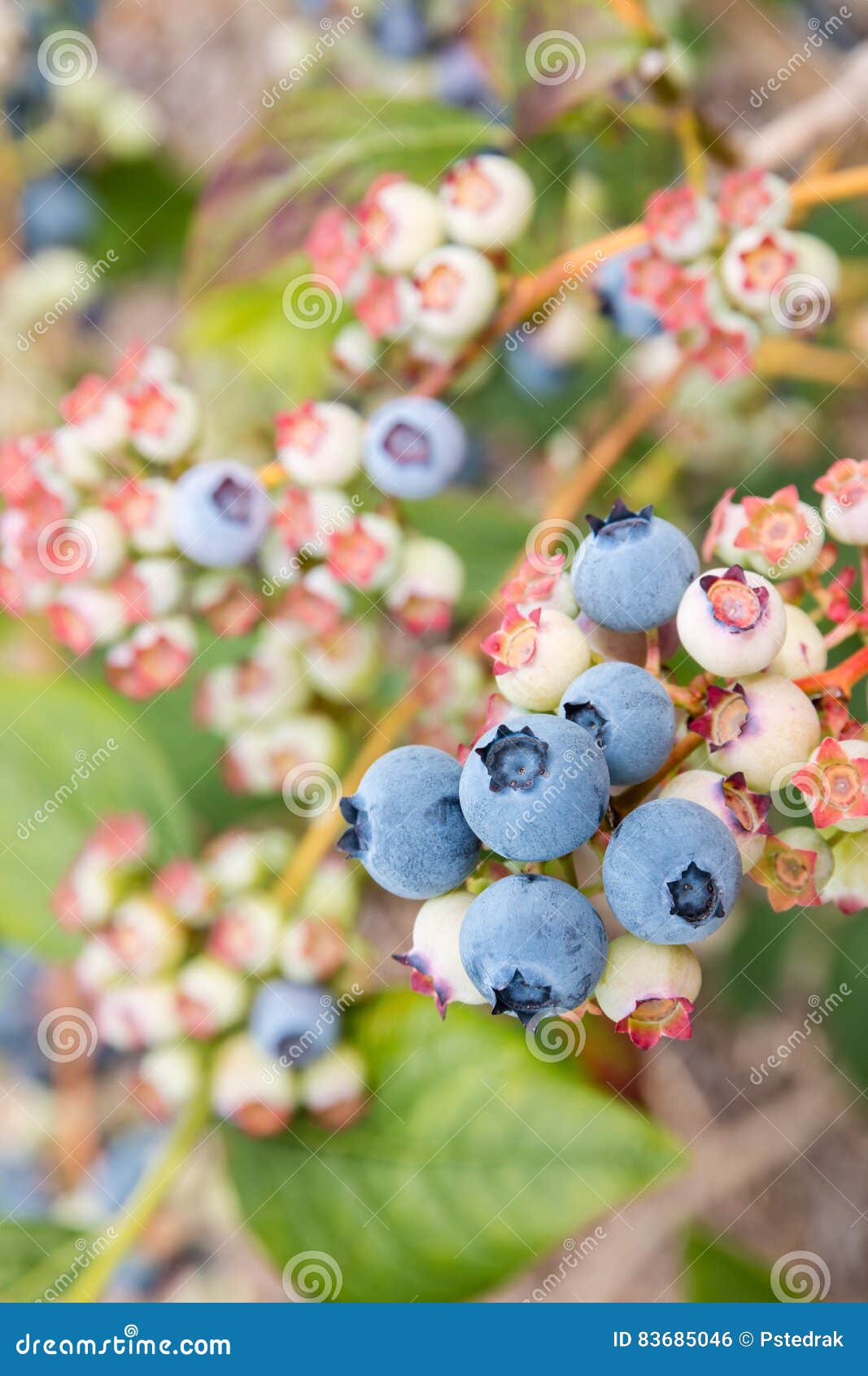 Bosbessen Die Op Bosbessenstruik Rijpen Stock Foto - Image of rijping ...