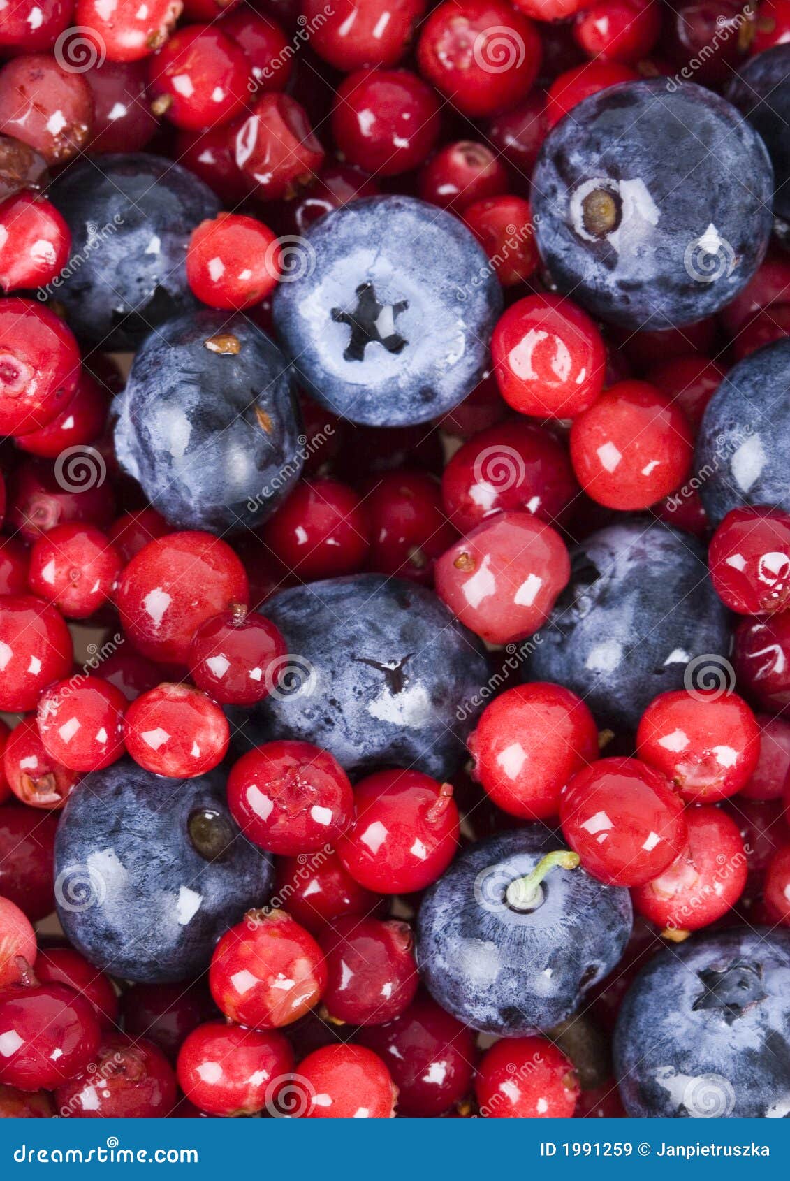 Bosbessen En Amerikaanse Veenbessen Stock Afbeelding - Image of beet ...