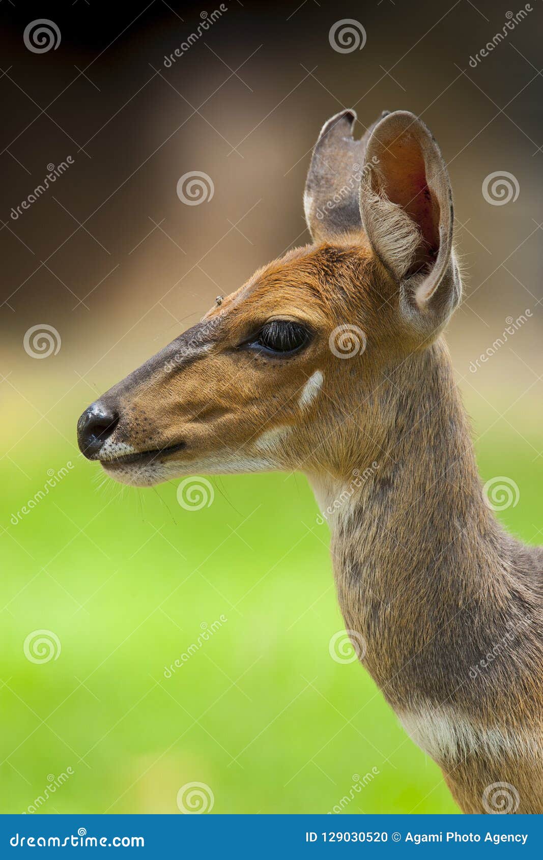 Bosbok, Bushbuck, Tragelaphus Scriptus Stock Photo - Image of scriptus ...