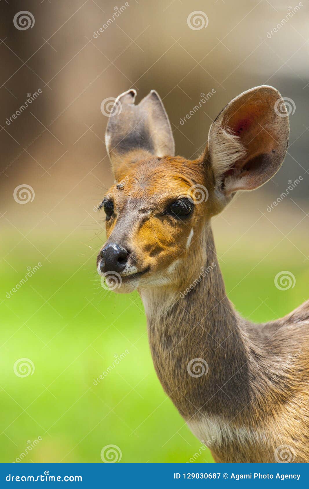 Bosbok, Bushbuck, Tragelaphus Scriptus Stock Image - Image of bosbok ...