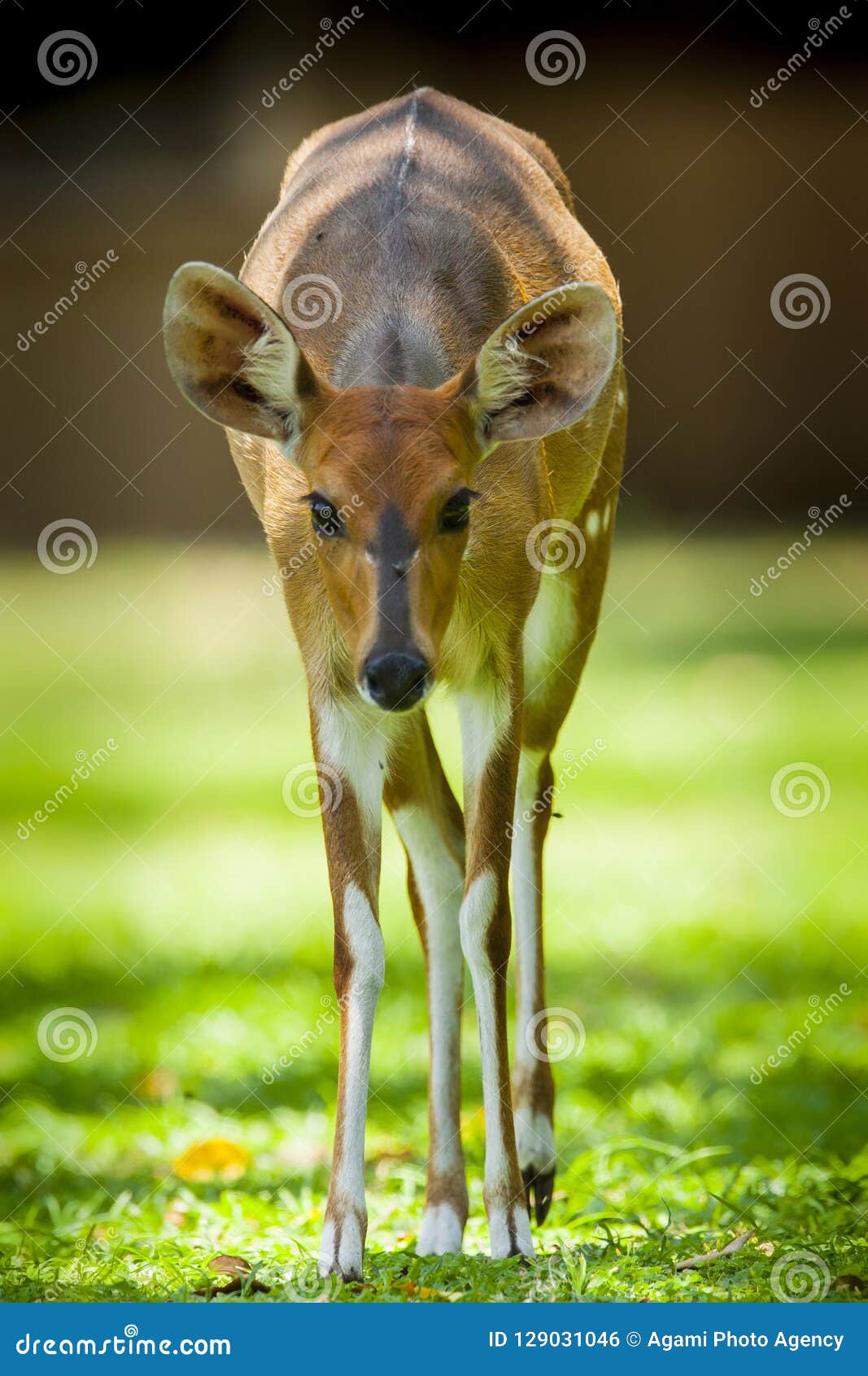Bosbok, Bushbuck, Tragelaphus Scriptus Stock Photo - Image of africa ...