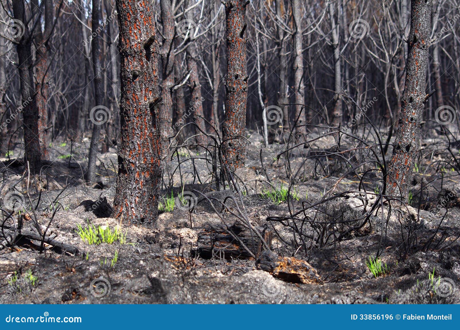 Bosbrand stock foto. Image of verbranding, naughty, nave - 33856196