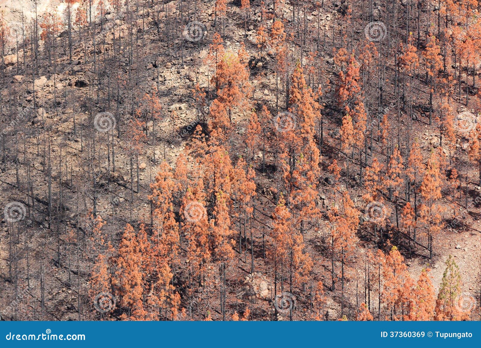Bosbrand stock afbeelding. Image of landschap, kanarie - 37360369