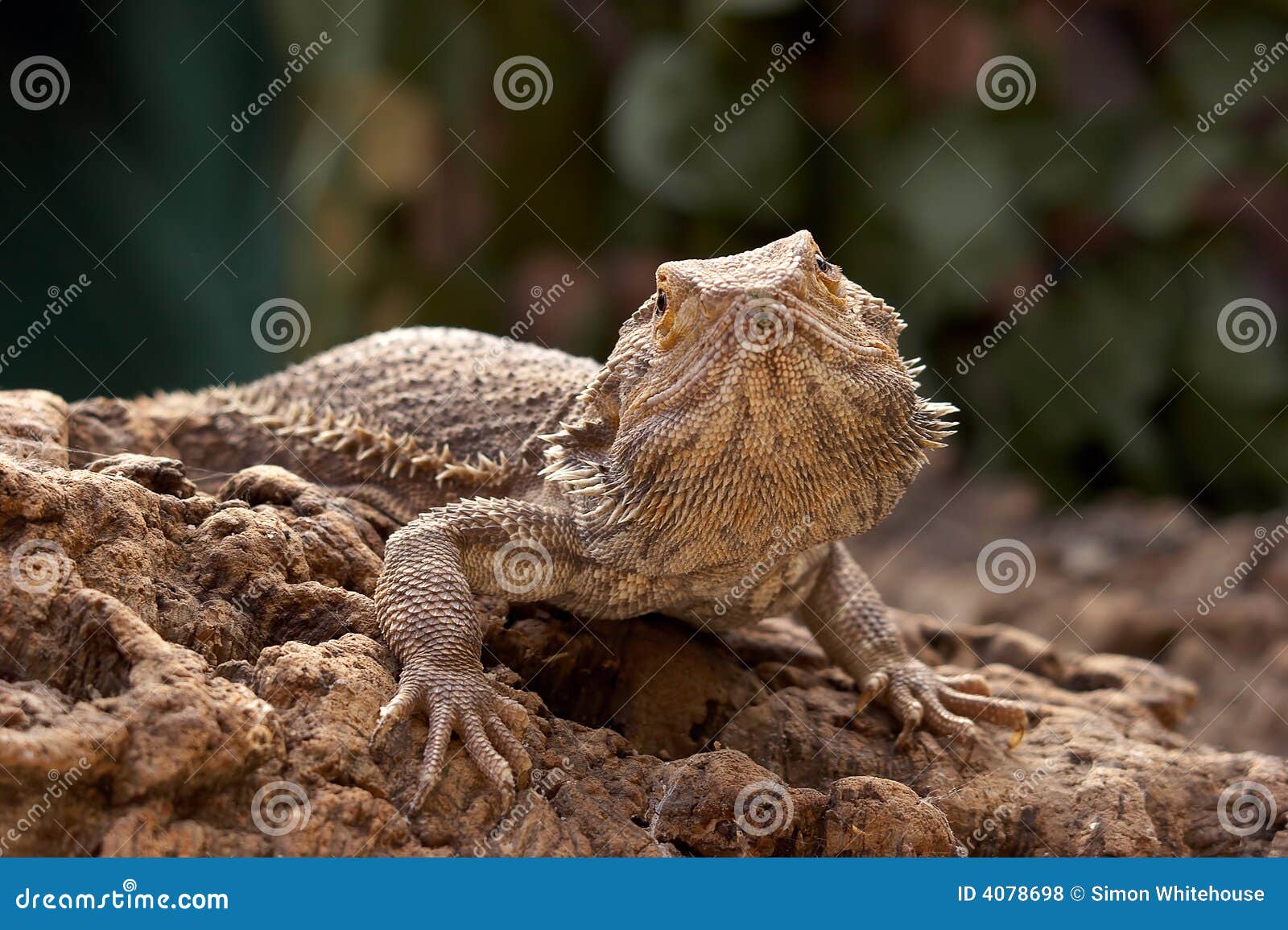 Bosc Monitor Lizard stock photo. Image of reptile, jungle - 4078698