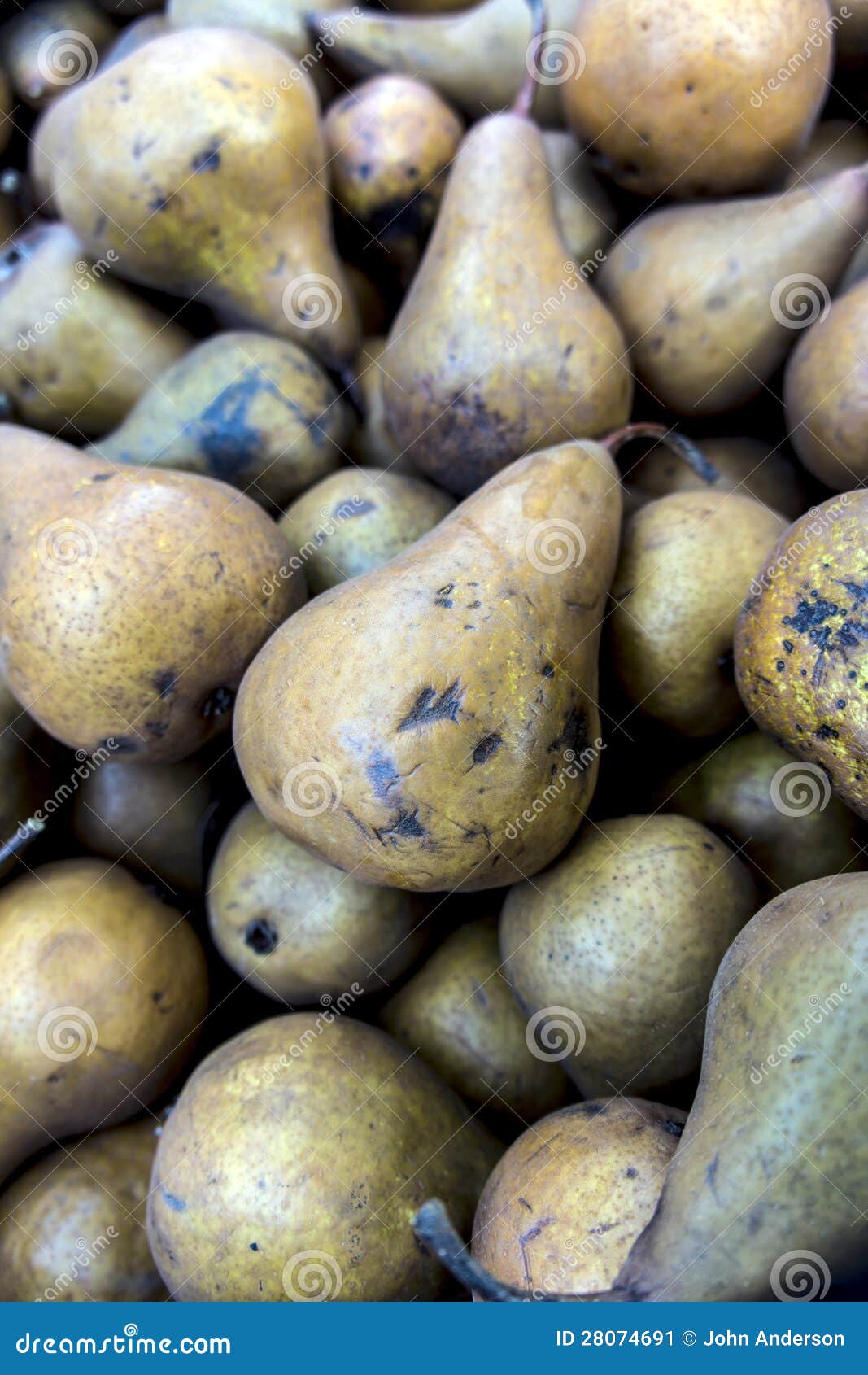 Bosc pear stock image. Image of food, pear, brown, bosc - 28074691