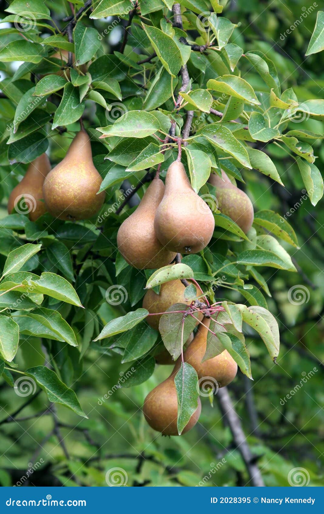 Bosc Pears stock image. Image of healthy, dessert, delicious - 2028395