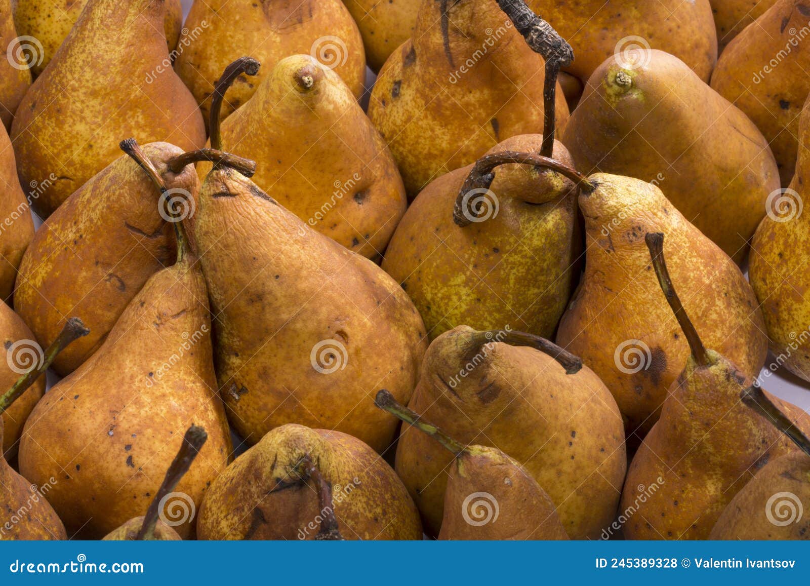 Bosch Pears Varieties Close-up Stock Photo - Image of delicious, fruit ...