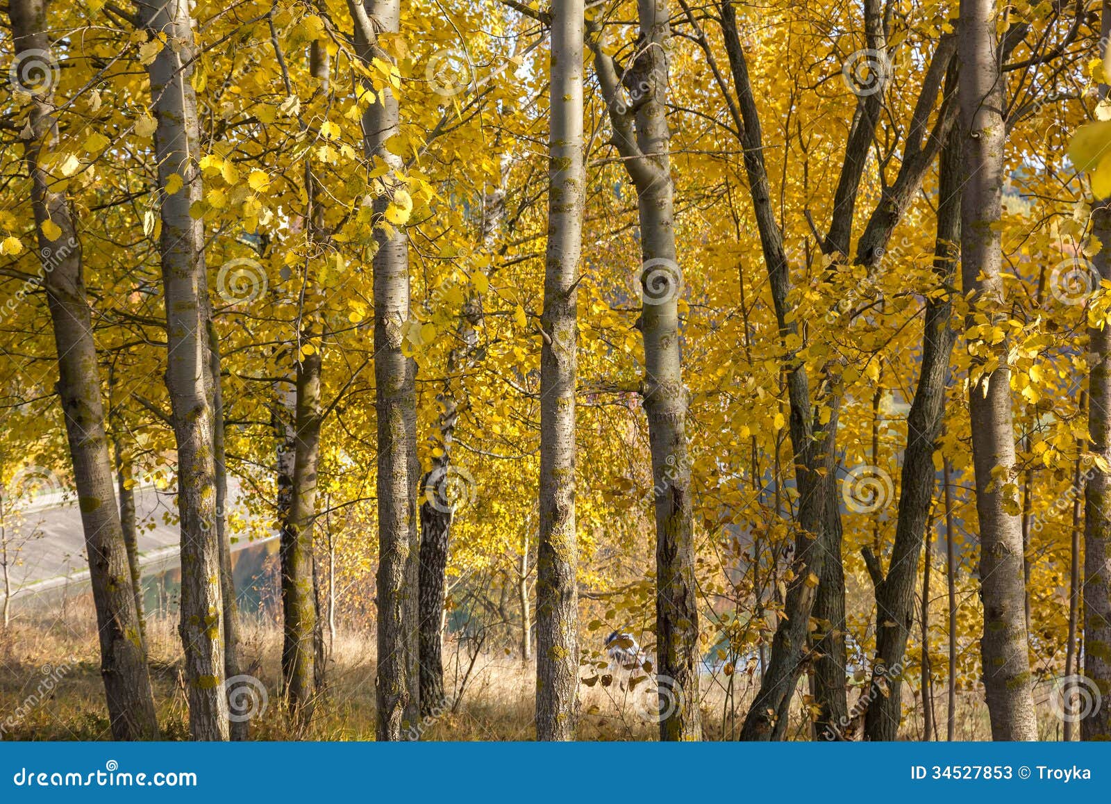 Boschetto Del Pioppo Tremolo in Autunno. Immagine Stock - Immagine di ...