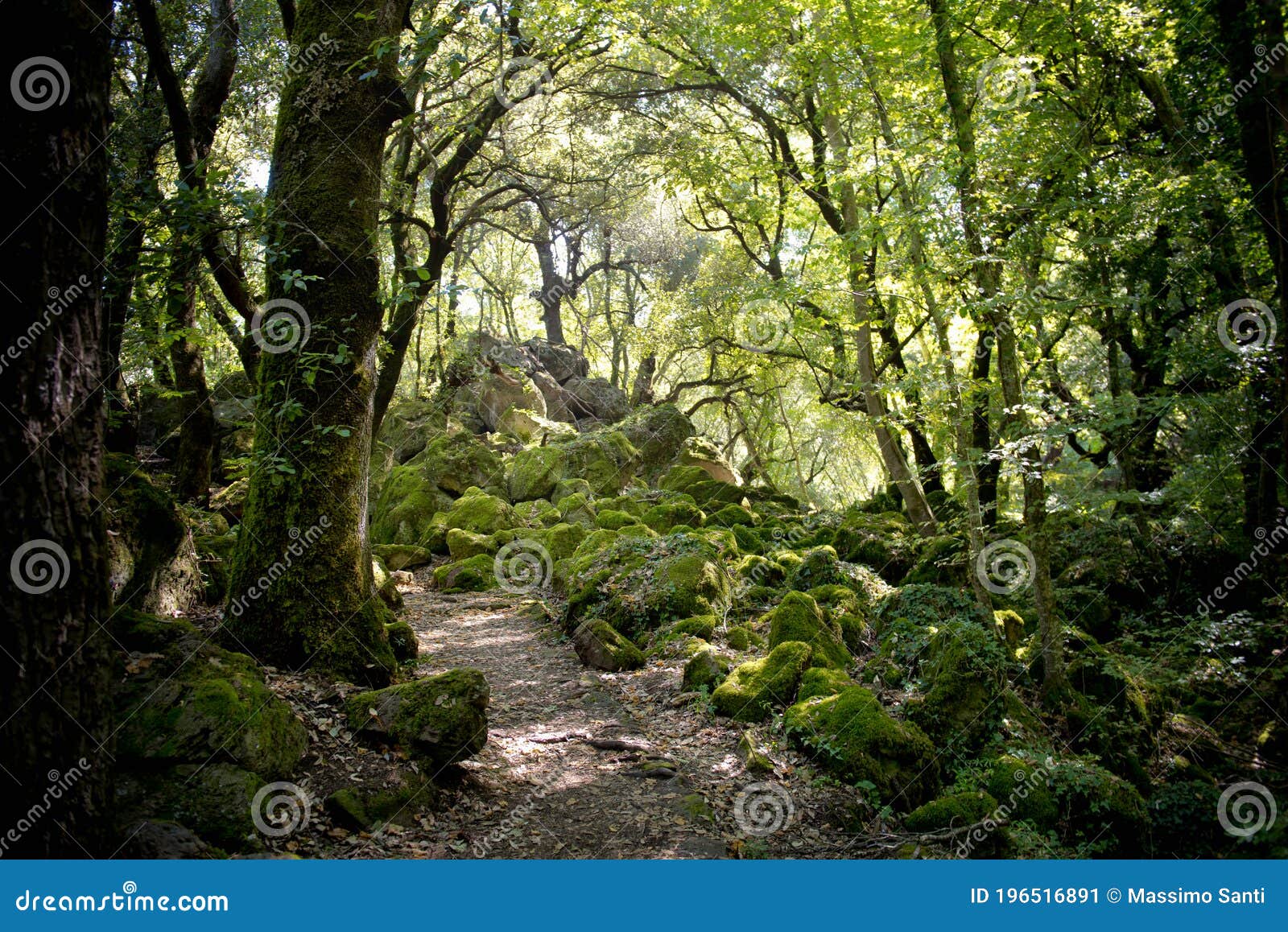 Bosco Del Sasseto, the Snow White Forest, Torre Alfina, Italy Stock ...