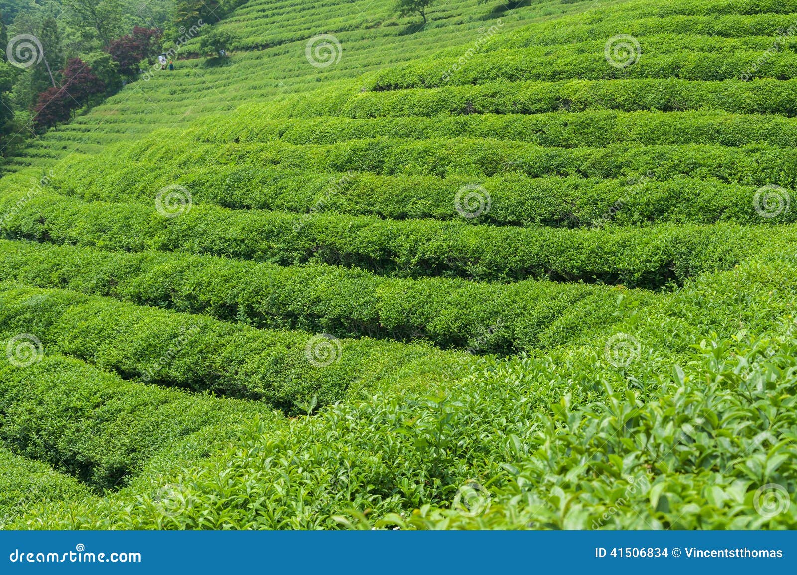 Boseong Tea Fields stock photo. Image of south, agriculture - 41506834
