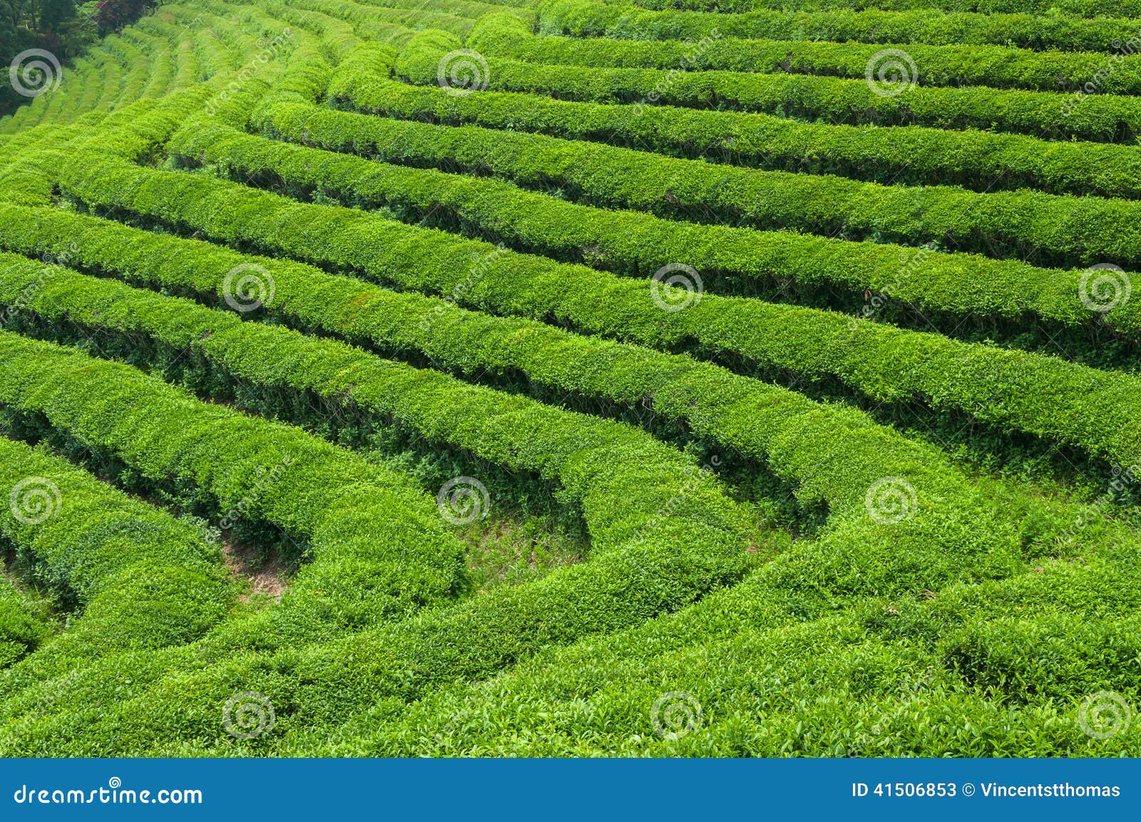 Boseong Tea Fields stock image. Image of fields, boseong - 41506853