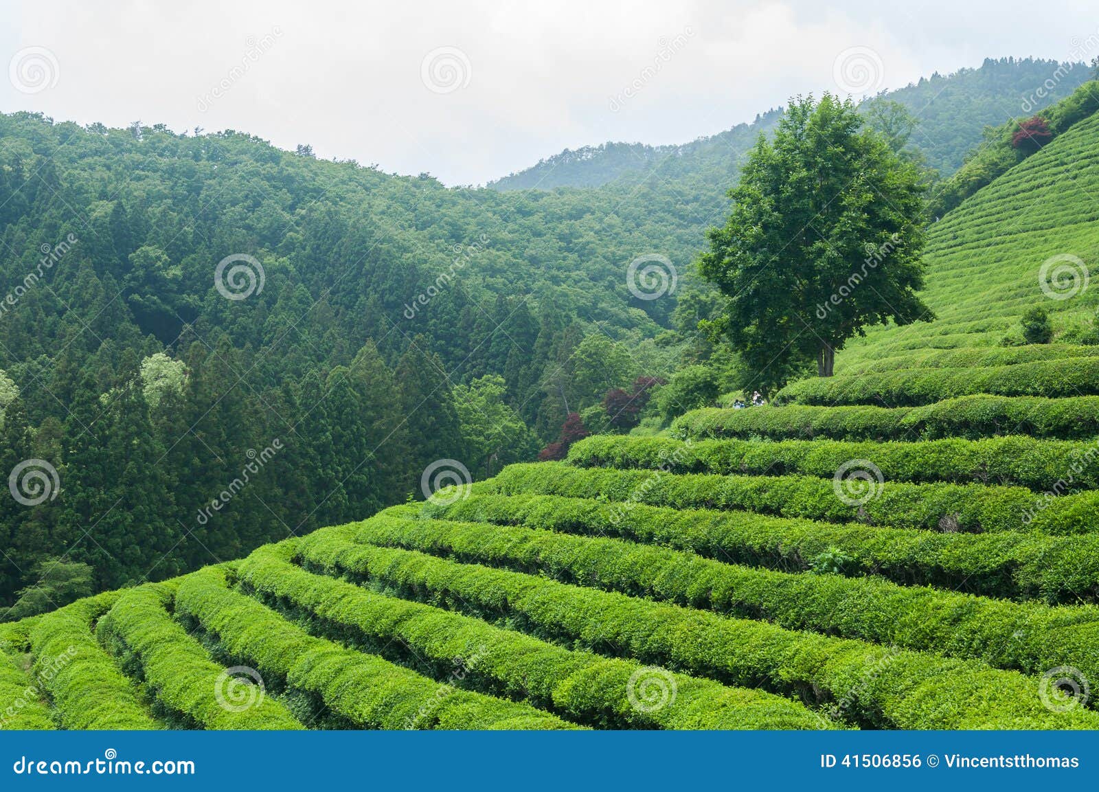 Boseong Tea Fields stock photo. Image of field, fields - 41506856